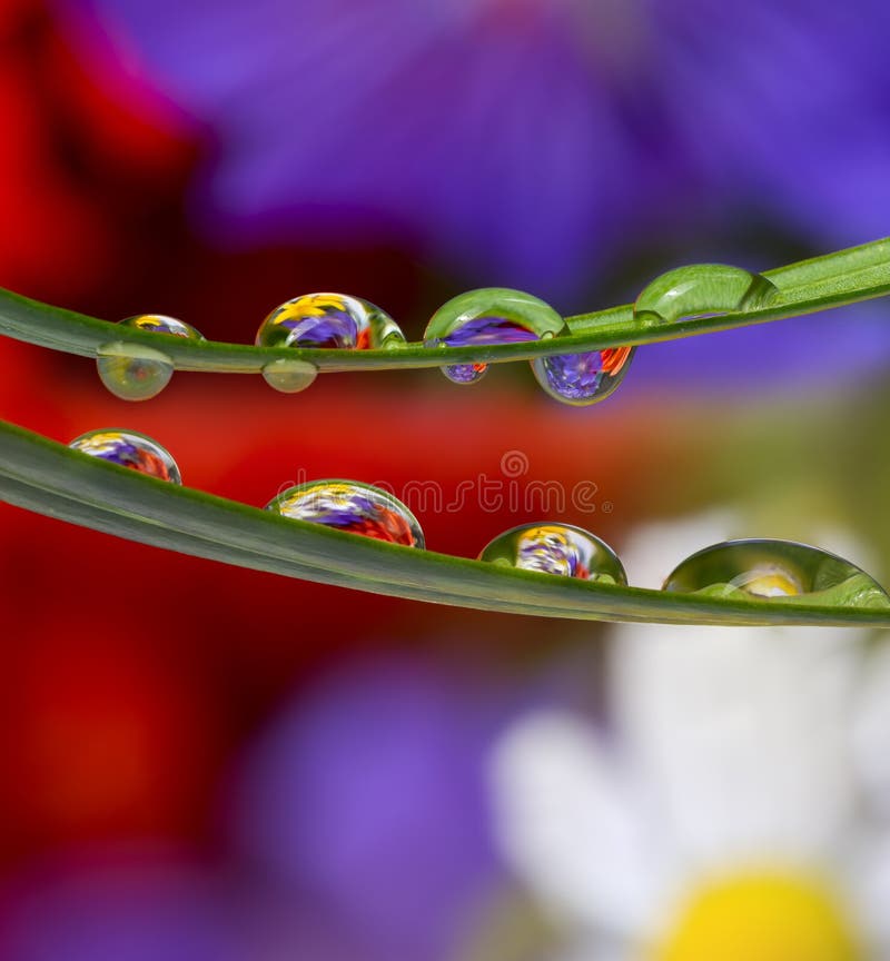 Flower with dew drops stock image. Image of macro, condensation - 25389587