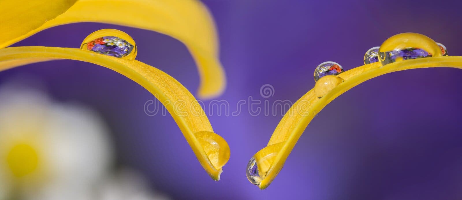 Flower and dew drops stock image. Image of flower, drop - 43015243