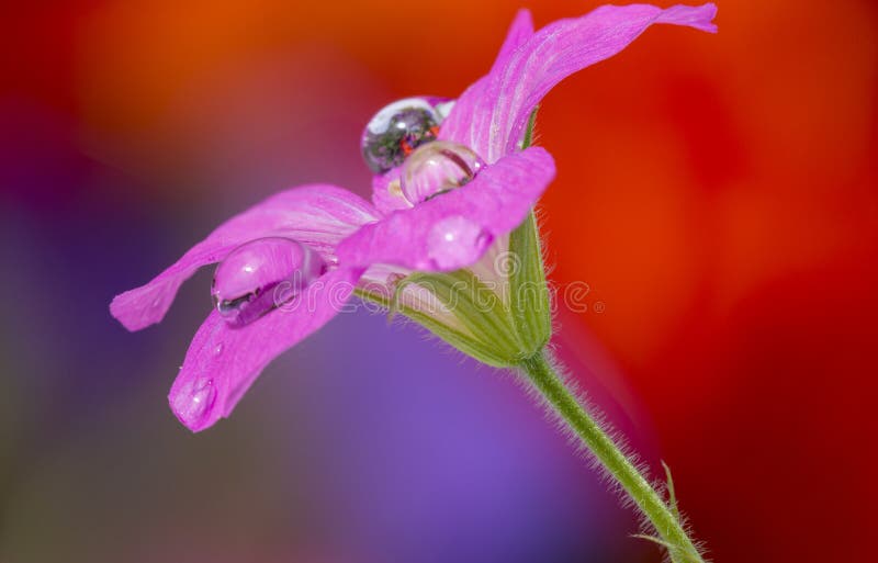 Flower with drops stock image. Image of flora, drops - 93033711