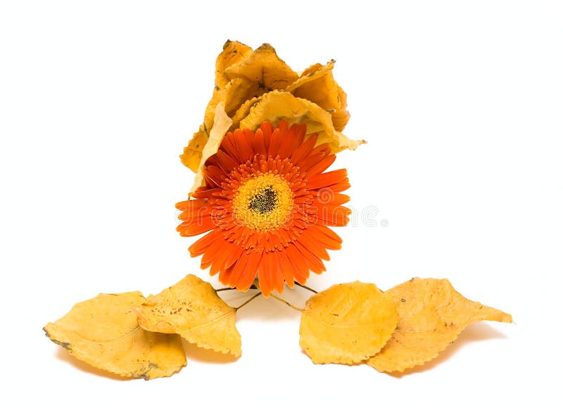 Flower and dry fall leafs stock image. Image of object - 6961265