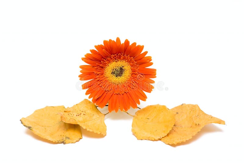 Flower and dry fall leafs stock photo. Image of skill - 7239778