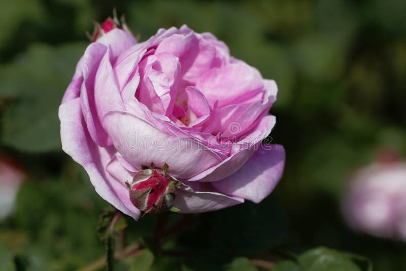 Flower of a Duchesse De Berry Rose Stock Image - Image of color, plant ...