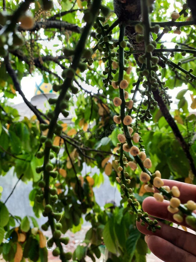 Flower Duku fruit stock photo. Image of duku, fruit - 265185378