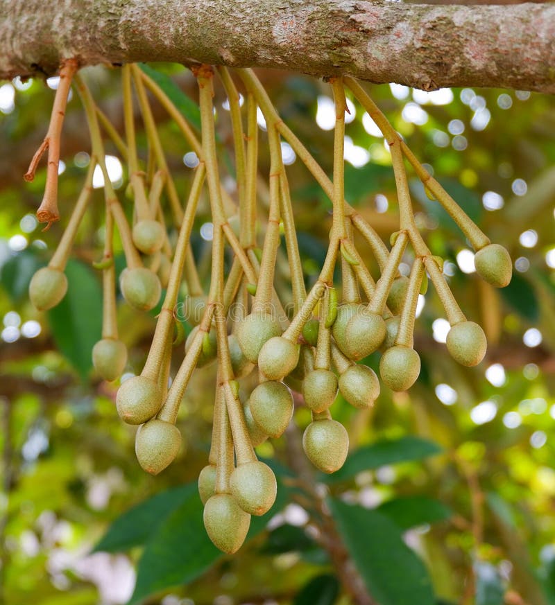 Flower Durian stock photo. Image of cuisine, edible, flora - 91631562