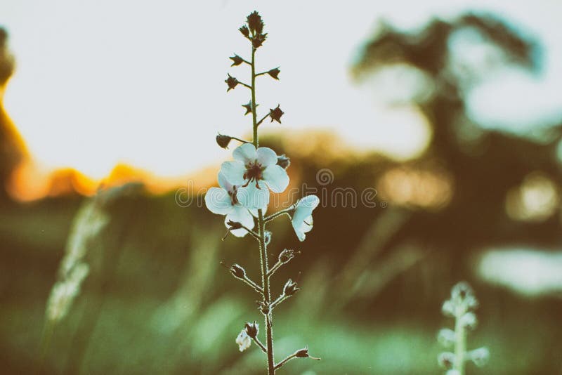 Flower at dusk stock photo. Image of country, side, ohio - 84275160