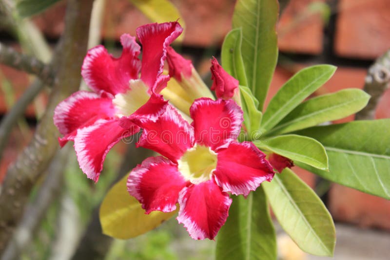 Flower on Earth Beautiful Every Where Stock Photo - Image of lily, rose ...