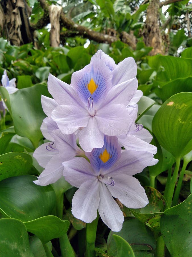 Eceng Gondok or Eichhornia Crassipes in the Pond, Dark Concept. Stock ...