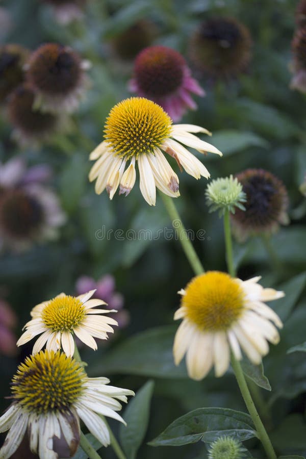 Flower - Echinacea - Cheyenne Spirit Stock Photo - Image of cheyenne ...