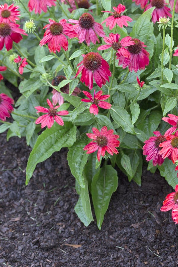 Flower - Echinacea - Sombrero - Salsa Red Stock Image - Image of ...