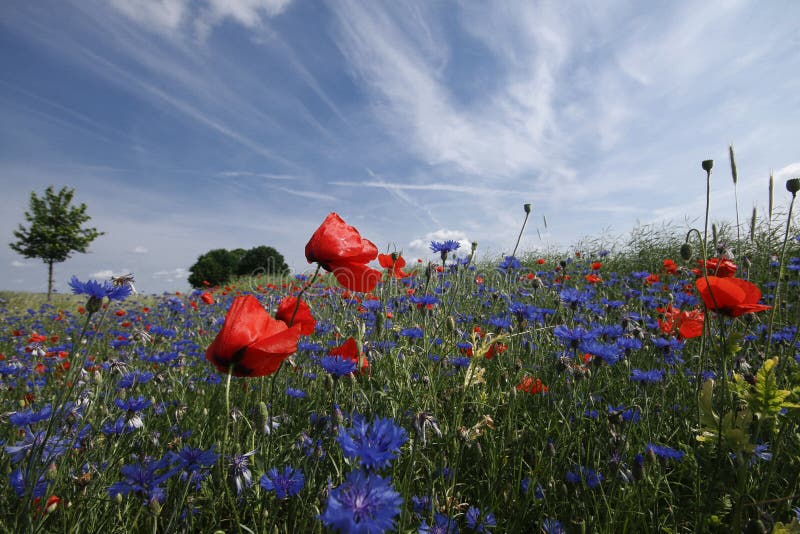 Flower, Ecosystem, Wildflower, Field Stock Image - Image of flower ...