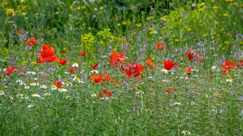 Flower, Ecosystem, Wildflower, Meadow Stock Photo - Image of landscape ...