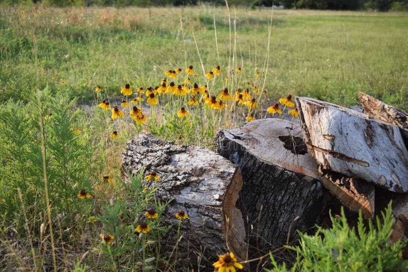 Flower, Ecosystem, Wildflower, Vegetation Stock Image - Image of flora ...