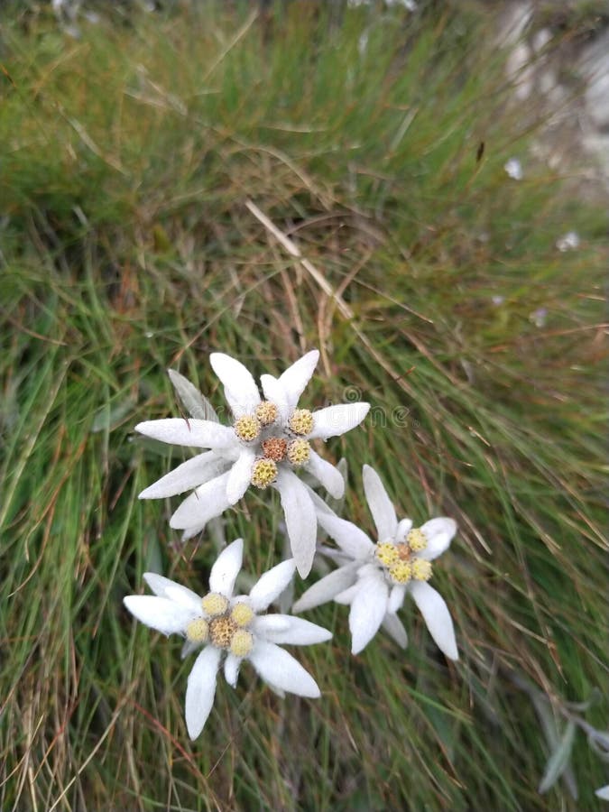 Edelweiss stock photo. Image of outdoor, osttirol, hiking - 236804802