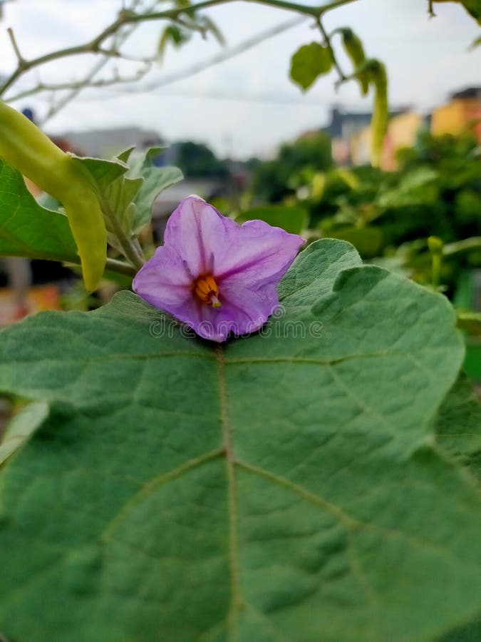 The flower of egg plant stock photo. Image of solanum - 222832980