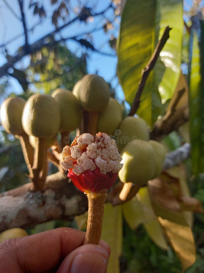 Elay Tree Stock Photos - Free & Royalty-Free Stock Photos from Dreamstime