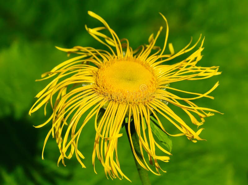 Flower elecampane stock image. Image of leaves, biology - 69731421