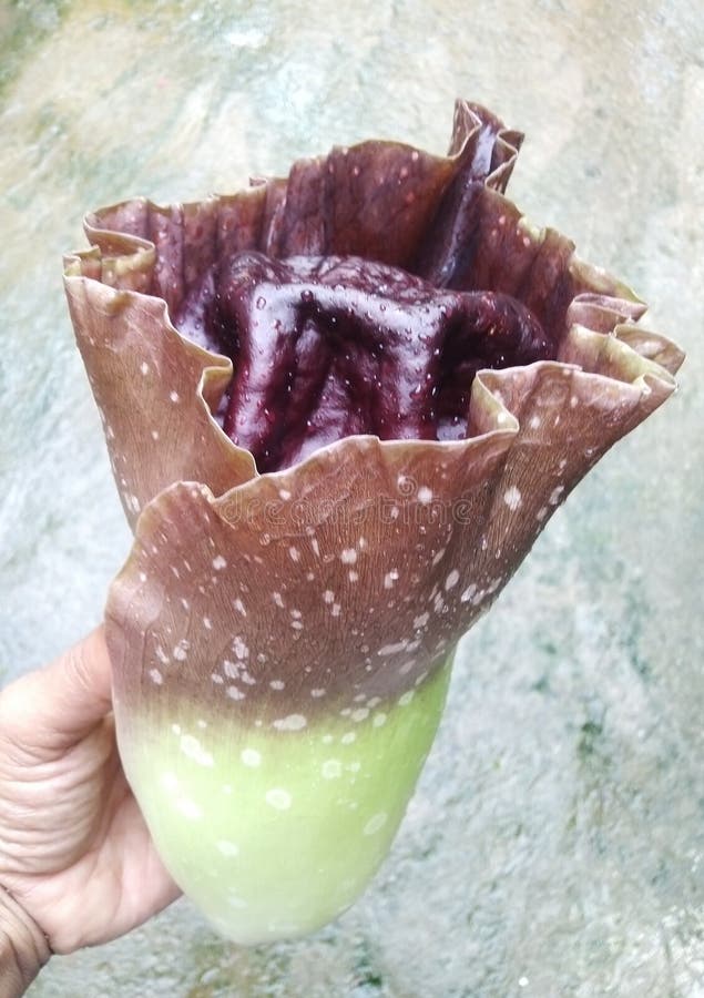 Flower of Elephant Foot Yam Stock Photo - Image of dish, plant: 219289926