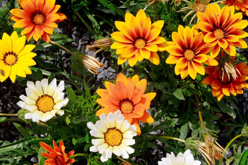 Flower Emilia Romagna Italy Stock Image - Image of floral, gerbera ...