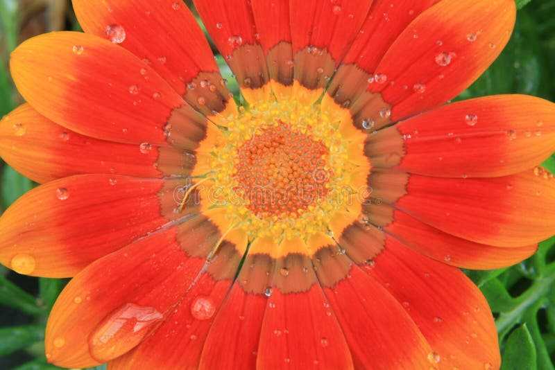 Flower Emilia Romagna Italy Stock Image - Image of botanical, flora ...