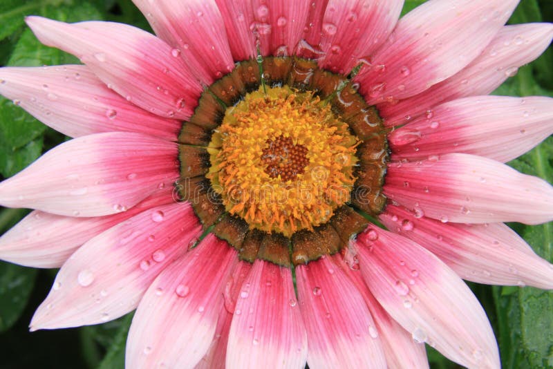 Flower Emilia Romagna Italy Stock Photo - Image of decoration, flora ...