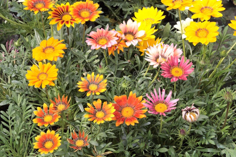 Flower Emilia Romagna Italy Stock Photo - Image of beauty, cutout: 50130060