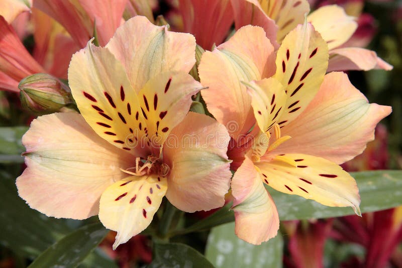 Flower Emilia Romagna Italy Stock Image - Image of colorful, isolated ...