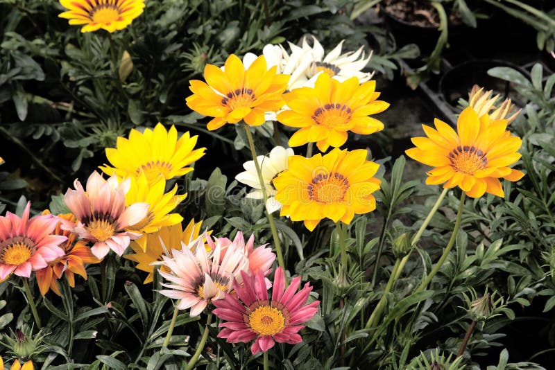 Flower Emilia Romagna Italy Stock Image - Image of nature, decoration ...