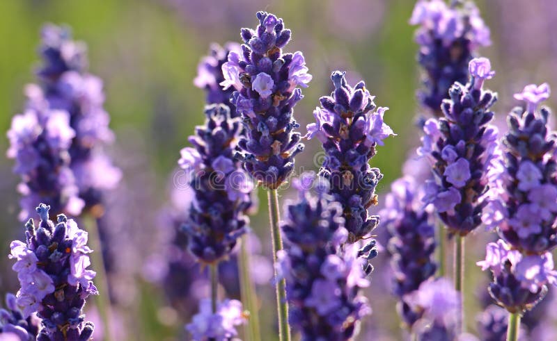 Flower, English Lavender, Lavender, Plant Stock Image - Image of lupin ...