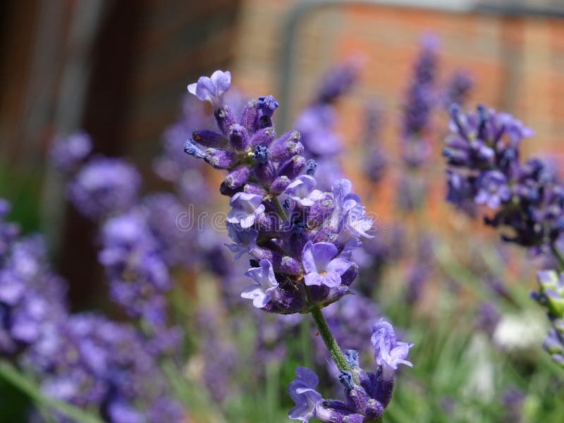 Flower, English Lavender, Plant, Lavender Stock Photo - Image of nepeta ...
