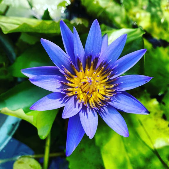 Flower stock image. Image of east, flower, java, epic - 261939867