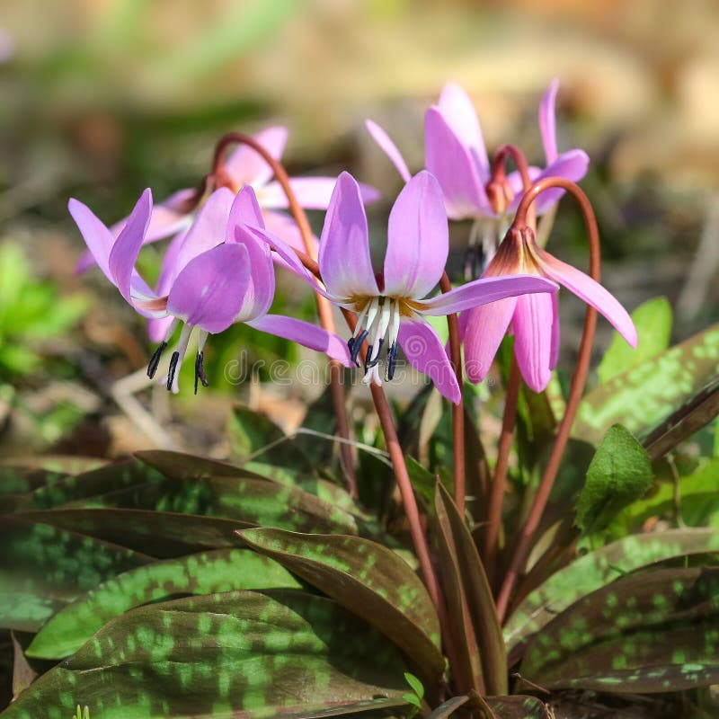 Flower Erithronium Dens-canis Stock Image - Image of dens, spring: 70889037