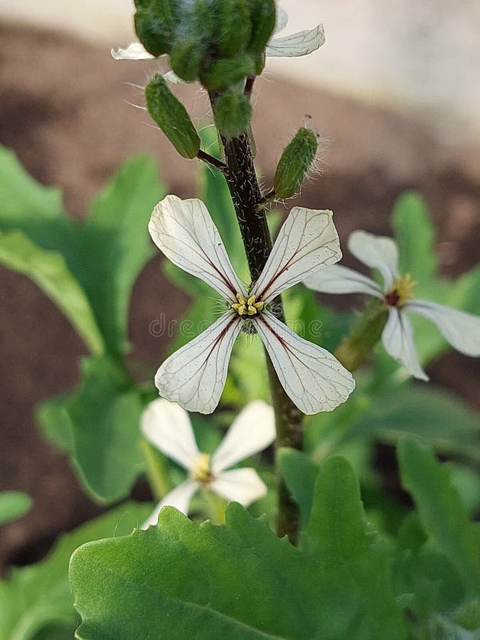 Flower of Eruca Sativa stock image. Image of plant, rucoli - 248063541