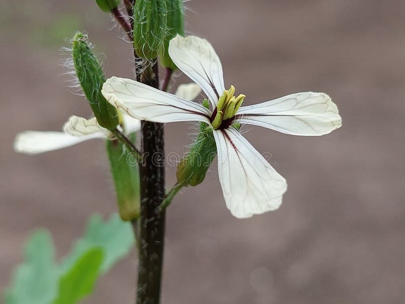 Flower of Eruca Sativa stock photo. Image of vesicaria - 248063572