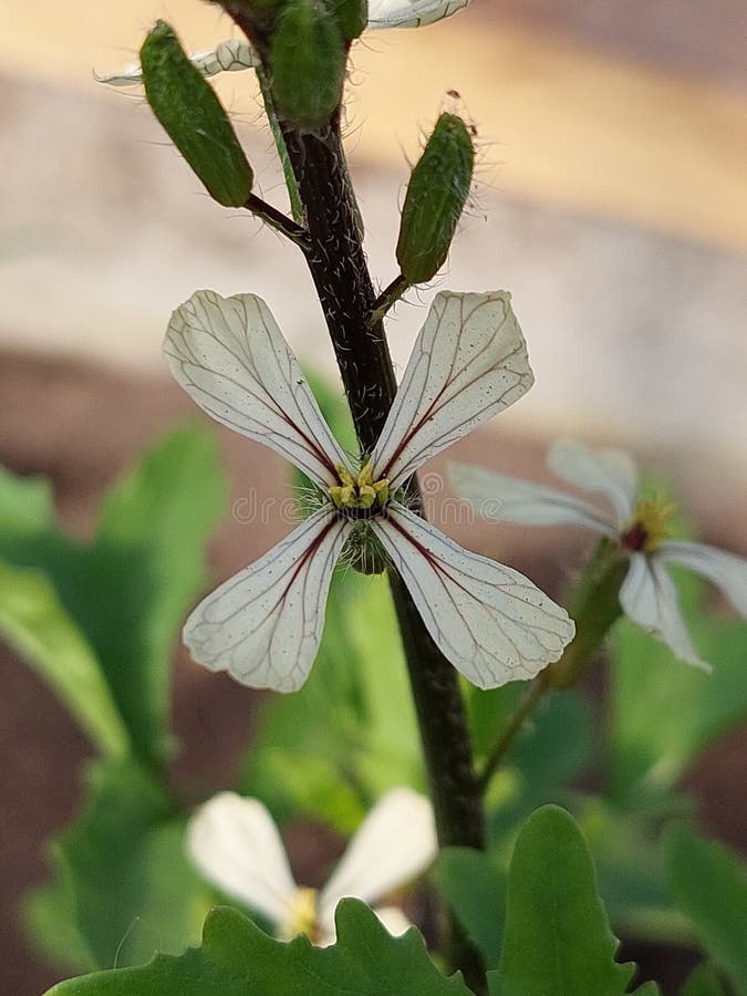 Flower of Eruca Sativa stock photo. Image of vesicaria - 248063582