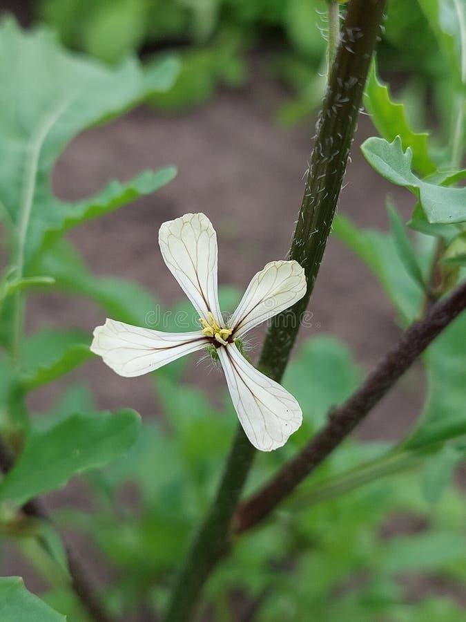 Flower of Eruca Sativa stock image. Image of eruca, component - 248063617