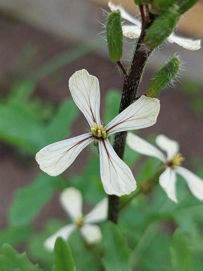 Flower of Eruca Sativa stock photo. Image of component - 248063648