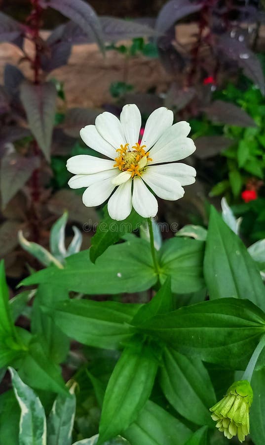 Flower et home stock photo. Image of plant, wildflower - 239113024