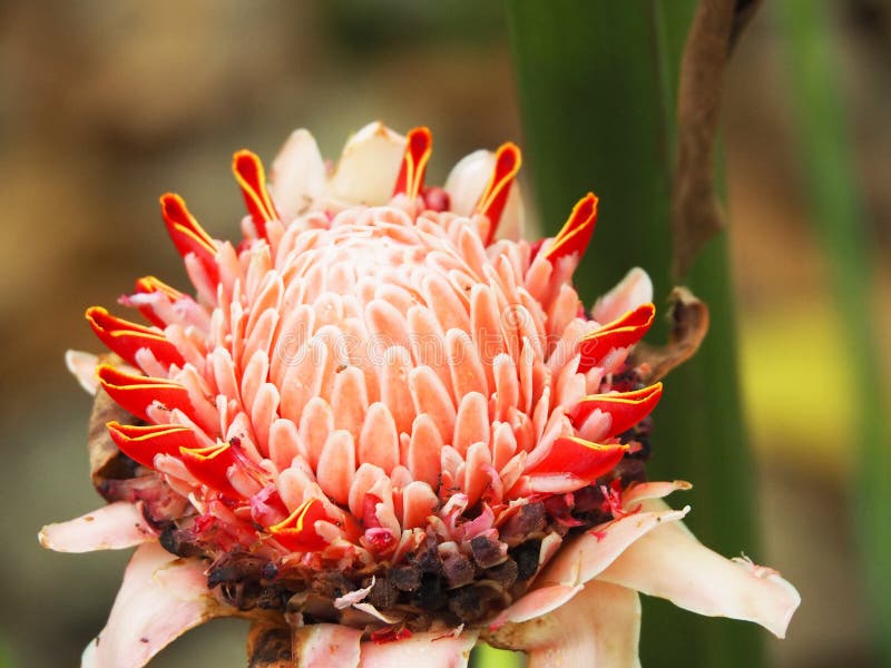 Flower - Etlingera Elatior stock photo. Image of wild - 84004578