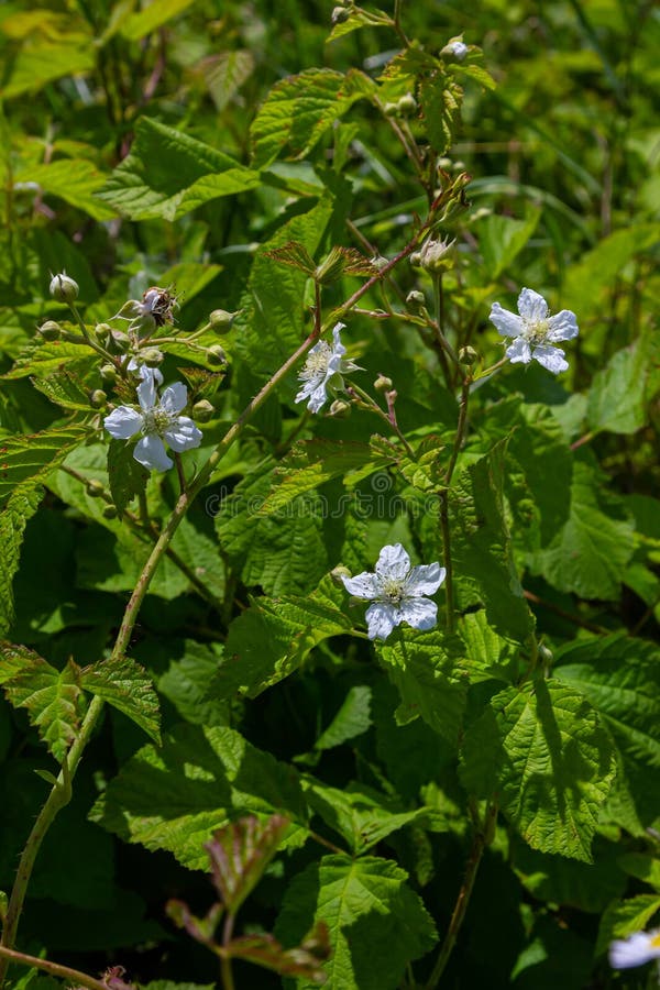 Flower of European Dewberry Rubus Caesius in the Summer Stock Image ...