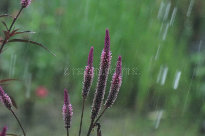 Flower Every Rain from Indonesian Country Stock Photo - Image of flower ...