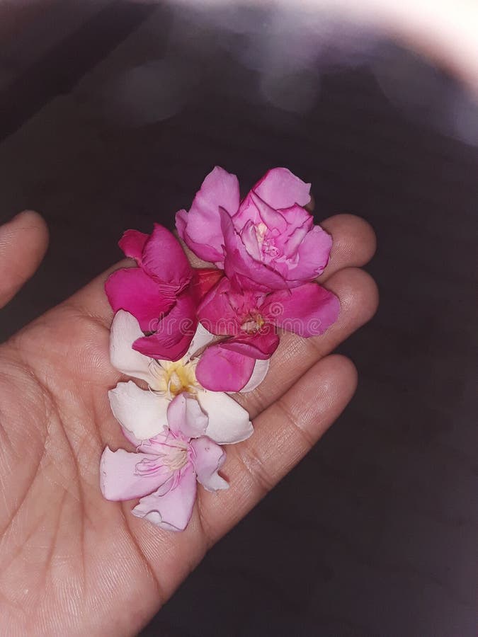 Flower flower every where stock photo. Image of purple - 217422924