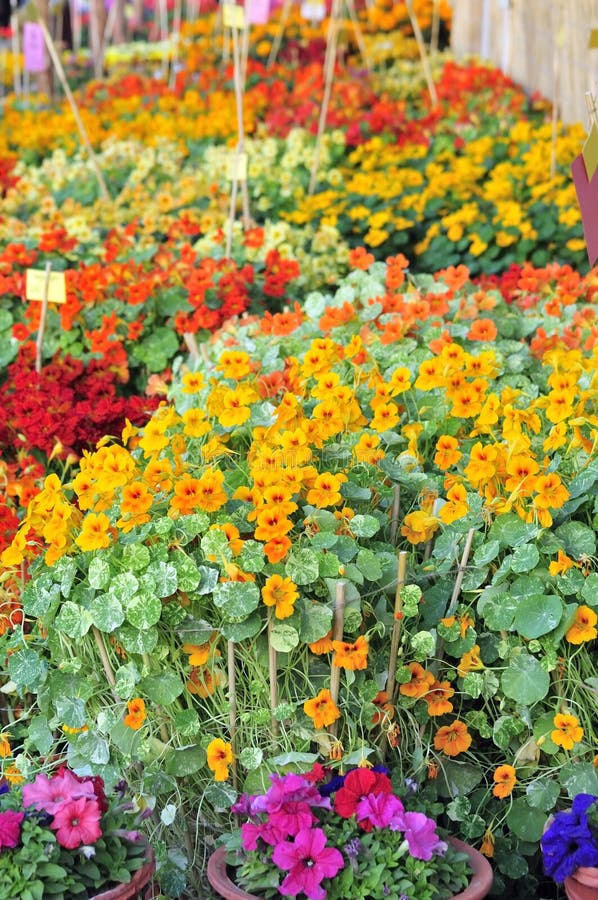 Flower exhibition stock image. Image of purple, field - 13304677