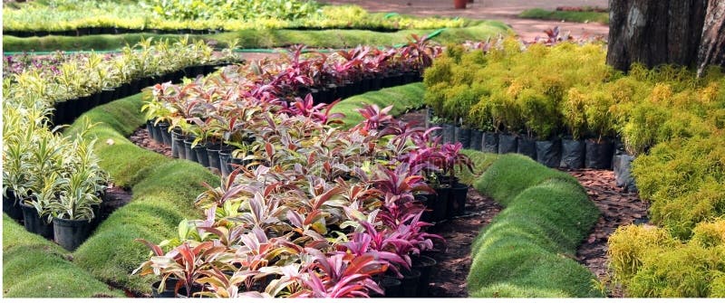 Flower Exhibition, India stock photo. Image of flower - 270009276