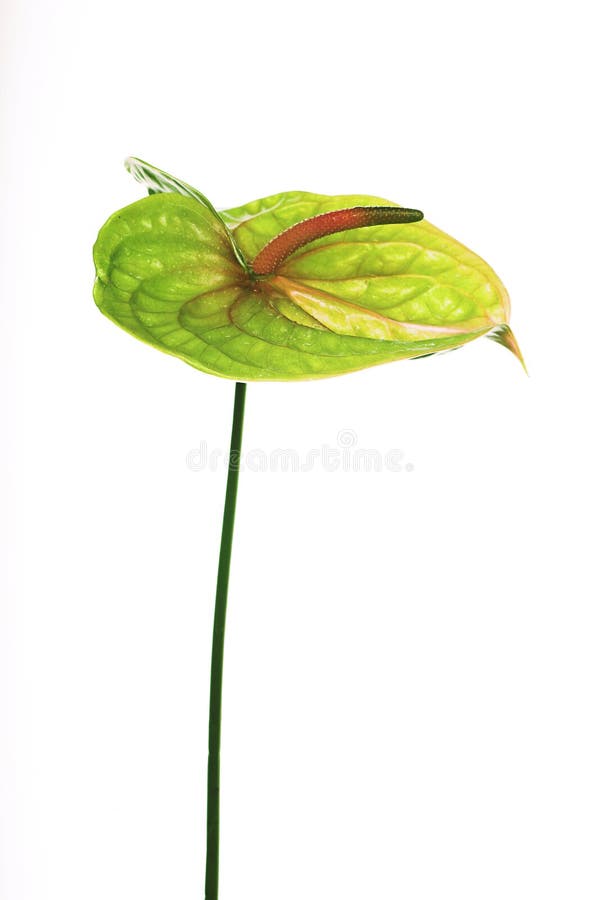 Flower stock image. Image of botanical, flower, natural - 40239785