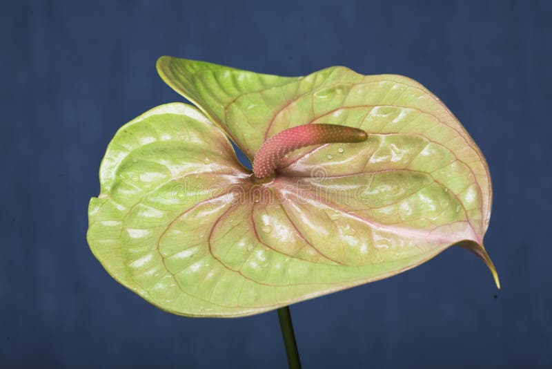 Flower stock image. Image of blooms, arum, bloom, decorative - 39955939