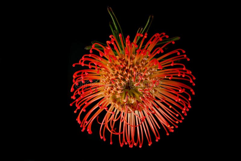 Red exotic flower stock image. Image of spring, beautiful - 7404621