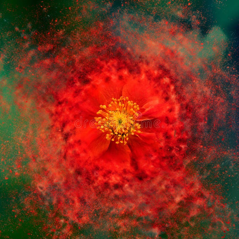 Flower - exploding stock photo. Image of hitting, abstract - 155648350