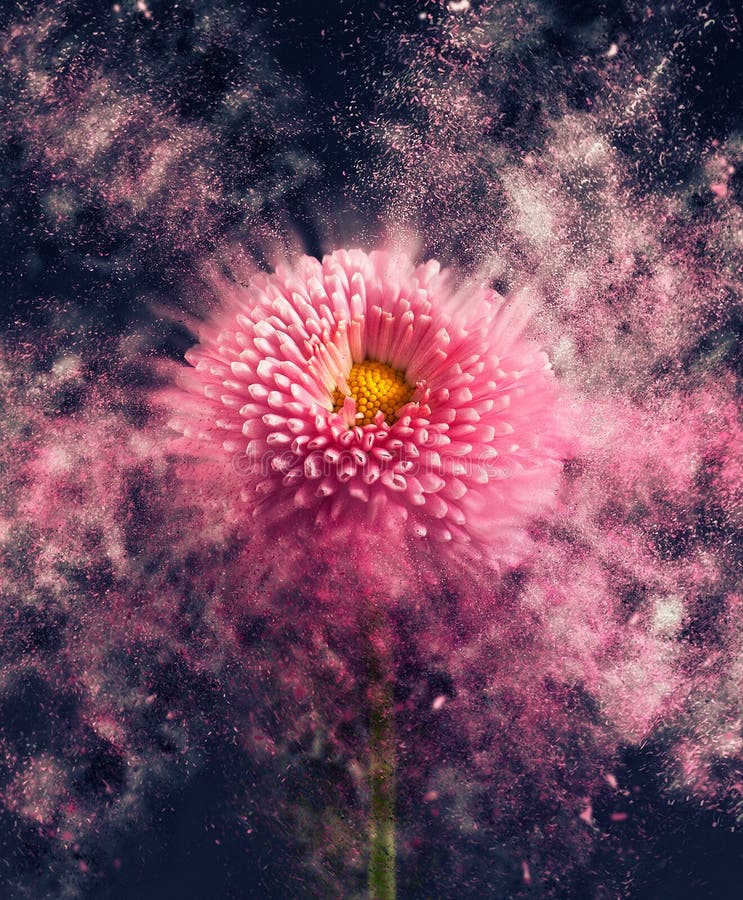 Flower Exploding into Particles Stock Image - Image of powder ...