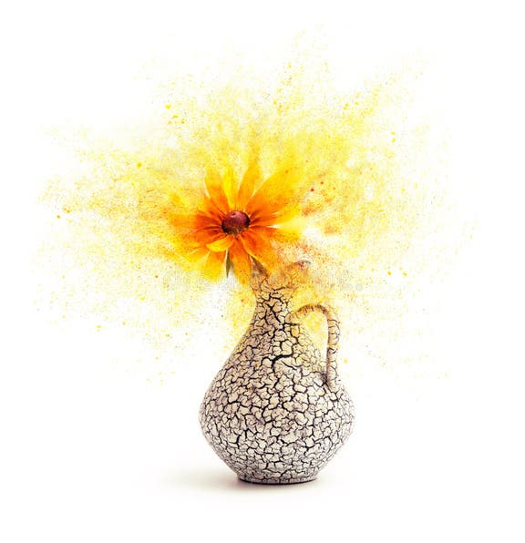 Flower - exploding stock photo. Image of nature, garden - 48996602