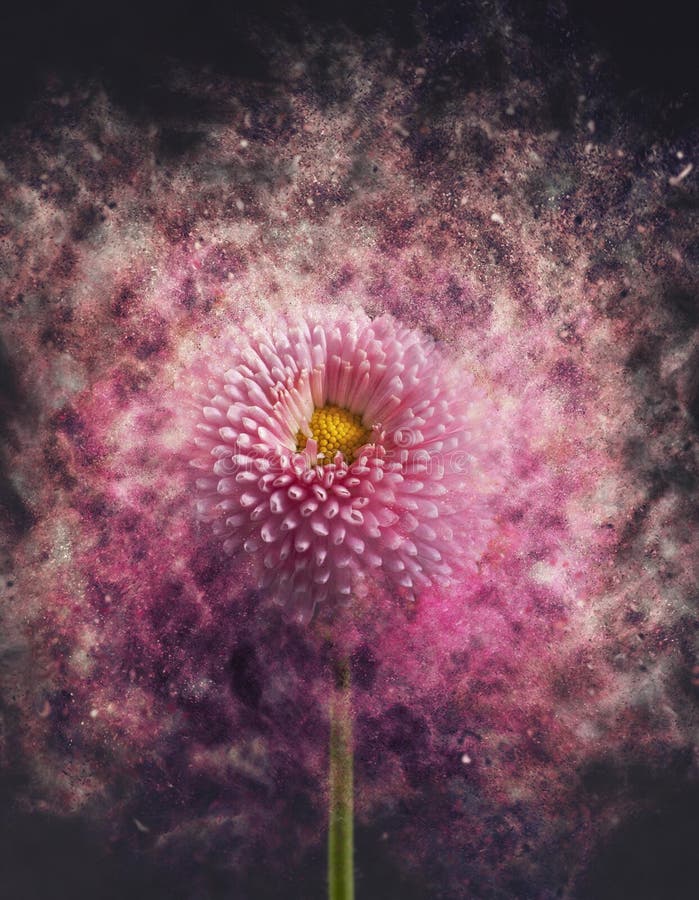 Flower Exploding into Particles Stock Image - Image of powder ...